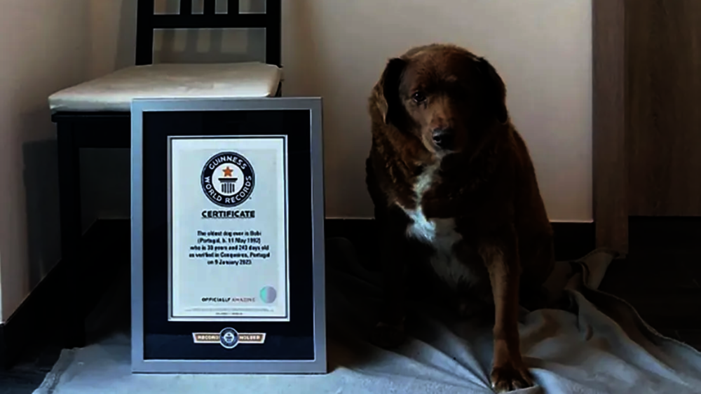 Cão mais velho do mundo completa 31 anos | Enfoco - O seu site de notícias Cão mais velho do mundo completa 31 anos | Enfoco - O seu site de notícias