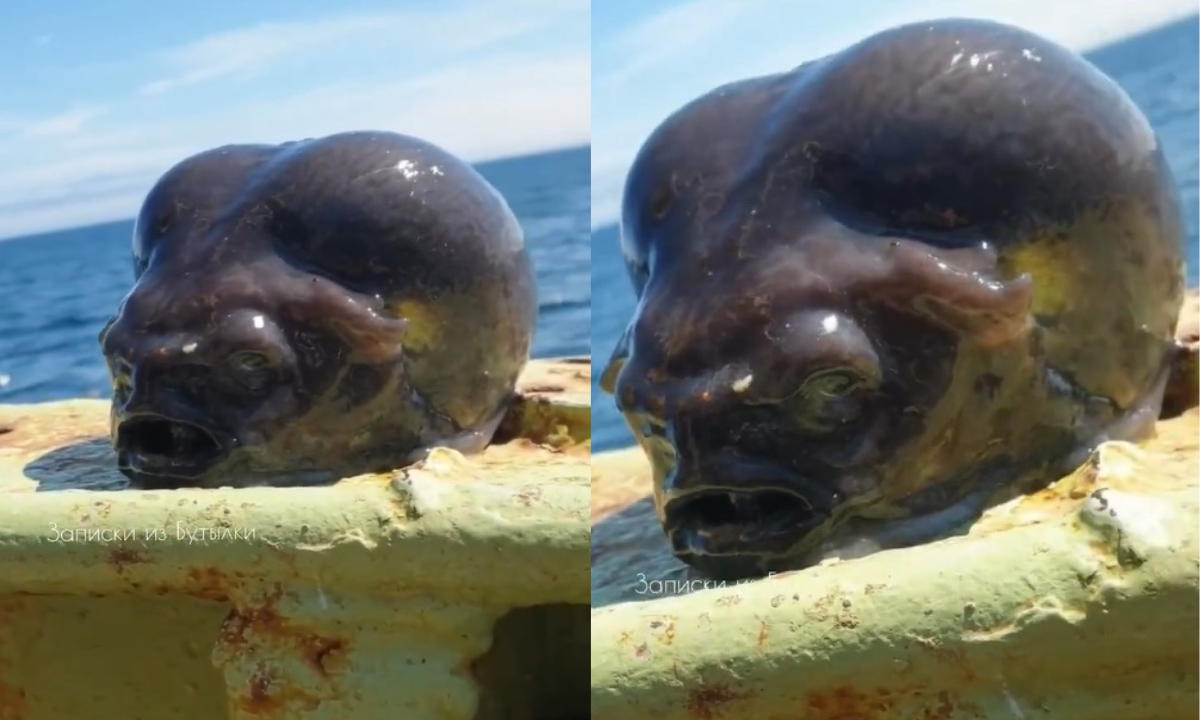 Bizarro! 'Peixe alien' é encontrado por pescador; vídeo | Enfoco - O seu site de notícias